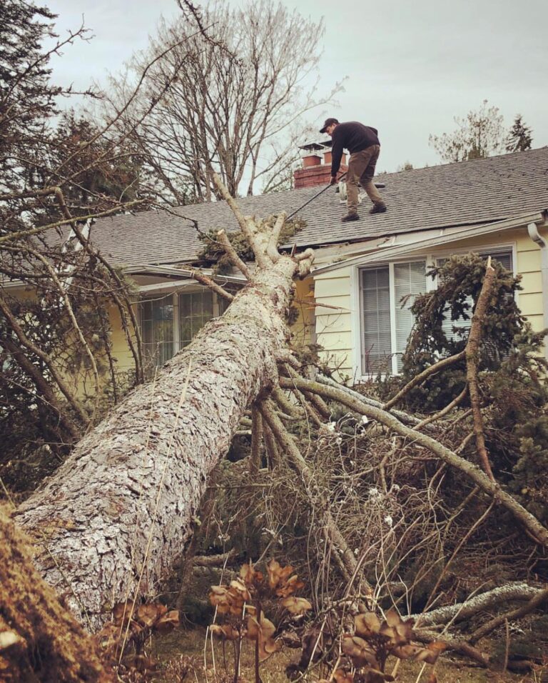Services | Seattle Tree Service